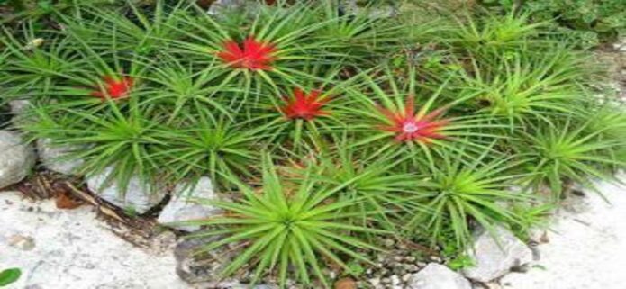 La Décima en el día a día: Yo quiero mis navidades